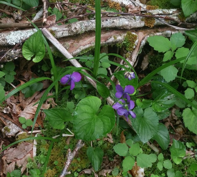 Violets | Western Carolina Botanical Club
