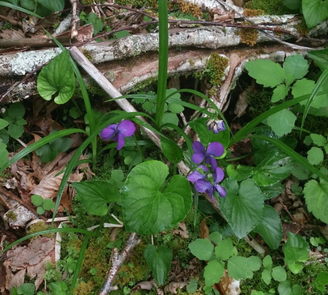 Violets | Western Carolina Botanical Club