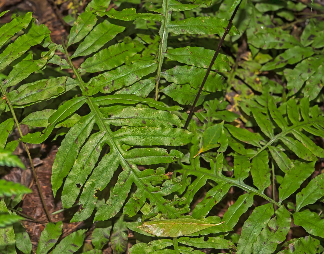 Netted Chain Fern (Woodwardia areolata) | Western Carolina Botanical Club