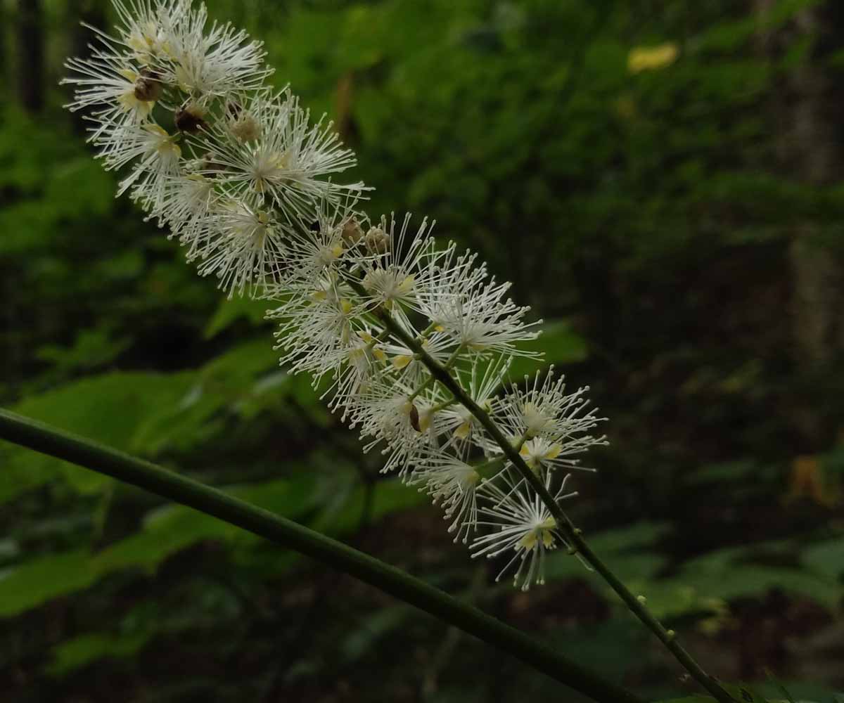 Black Cohosh (Actaea racemosa) Blooms | Western Carolina Botanical Club