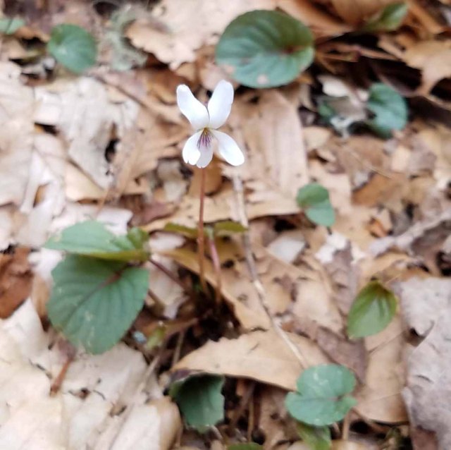 Violets | Western Carolina Botanical Club