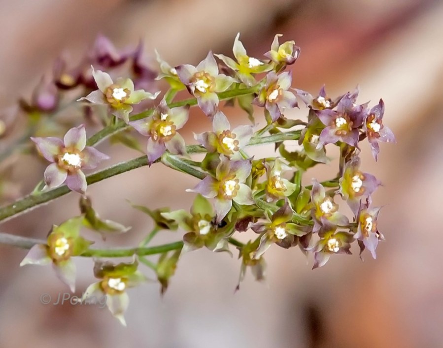 Yellowroot (Xanthorhiza simplicissima) | Western Carolina Botanical Club