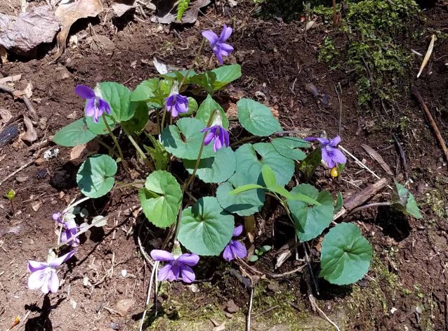 Violets | Western Carolina Botanical Club
