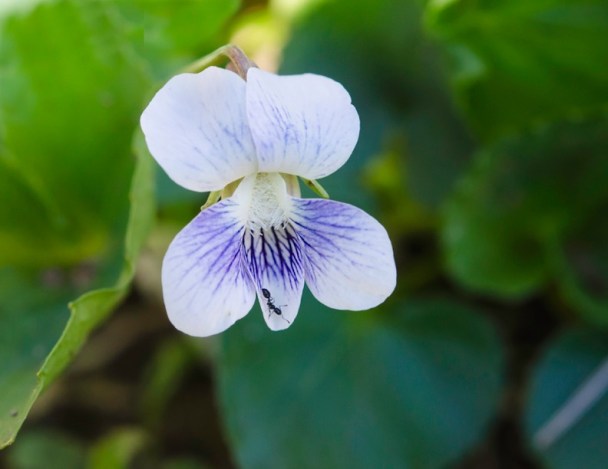 Violets | Western Carolina Botanical Club