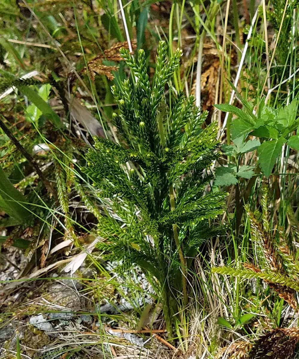 Ground Pine (Lycopodium obscurum) | Western Carolina Botanical Club