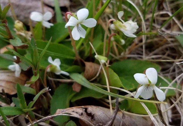 Violets | Western Carolina Botanical Club