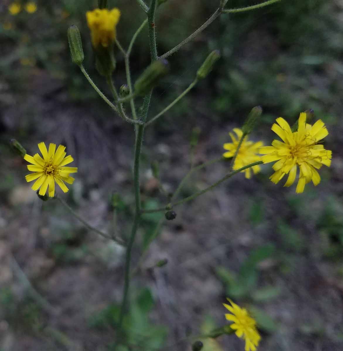 Panicled Hawkweed (Hieracium paniculatum) | Western Carolina Botanical Club