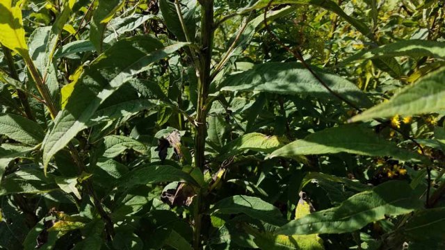 Wingstem (Verbesina alternifolia) Stem and Leaves | Western Carolina ...