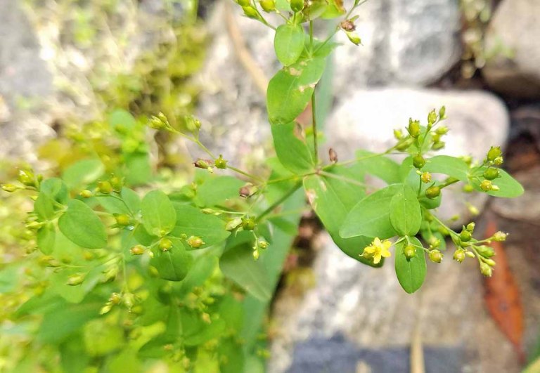 Hypericum | Western Carolina Botanical Club