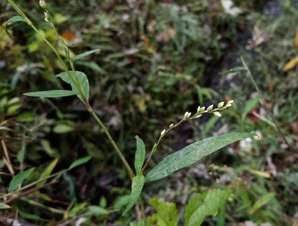 Smartweed (Persicaria) Cheatsheet | Western Carolina Botanical Club