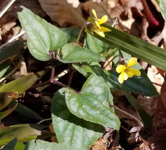 Violets | Western Carolina Botanical Club