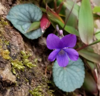 Violets | Western Carolina Botanical Club