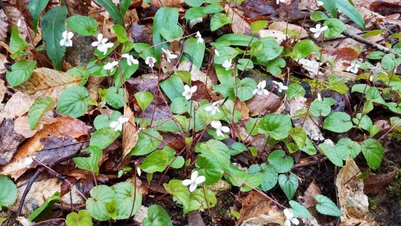 Violets | Western Carolina Botanical Club