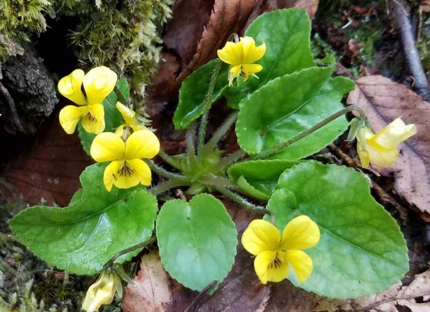 Violets | Western Carolina Botanical Club