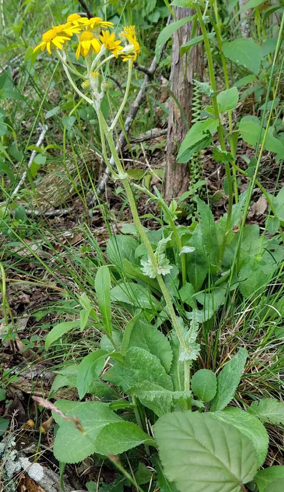 Roundleaf Ragwort (Packera obovata) | Western Carolina Botanical Club