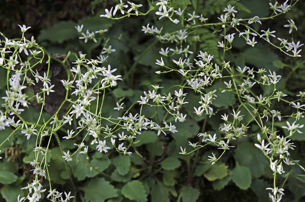 Early Saxifrage (Micranthes virginiensis) | Western Carolina Botanical Club