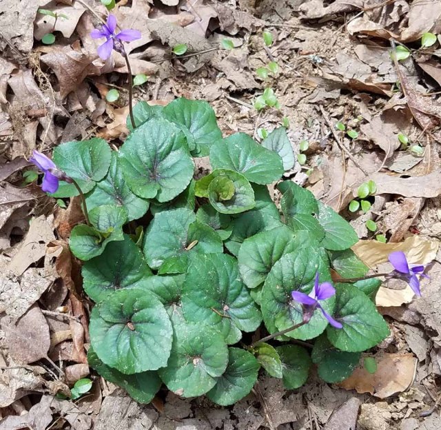 Violets | Western Carolina Botanical Club