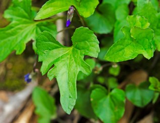 Violets | Western Carolina Botanical Club