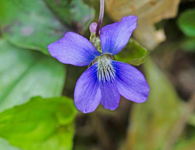 Violets | Western Carolina Botanical Club