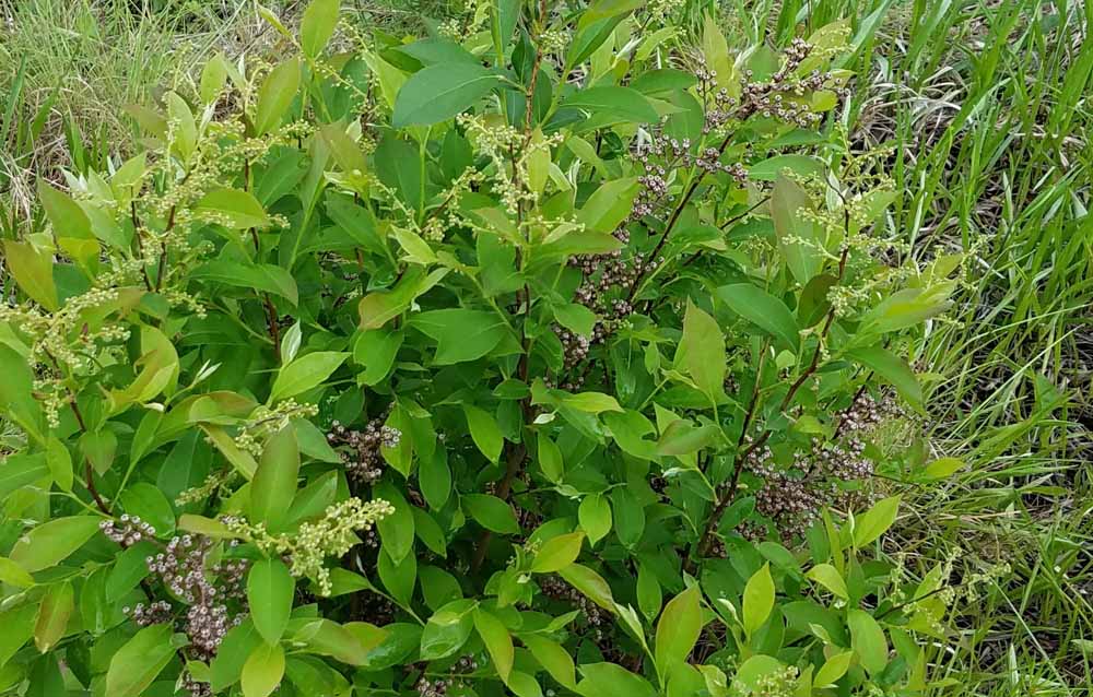 Maleberry (Lyonia ligustrina) | Western Carolina Botanical Club