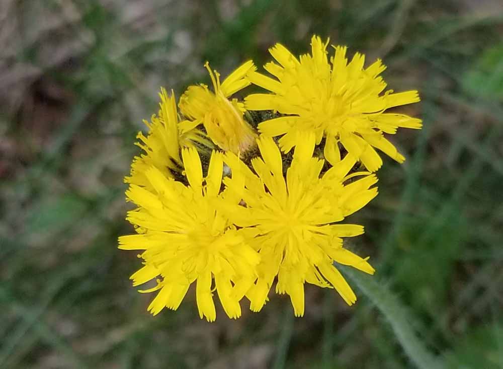 King Devil; Field Hawkweed (Hieracium caespitosum*) | Western Carolina ...