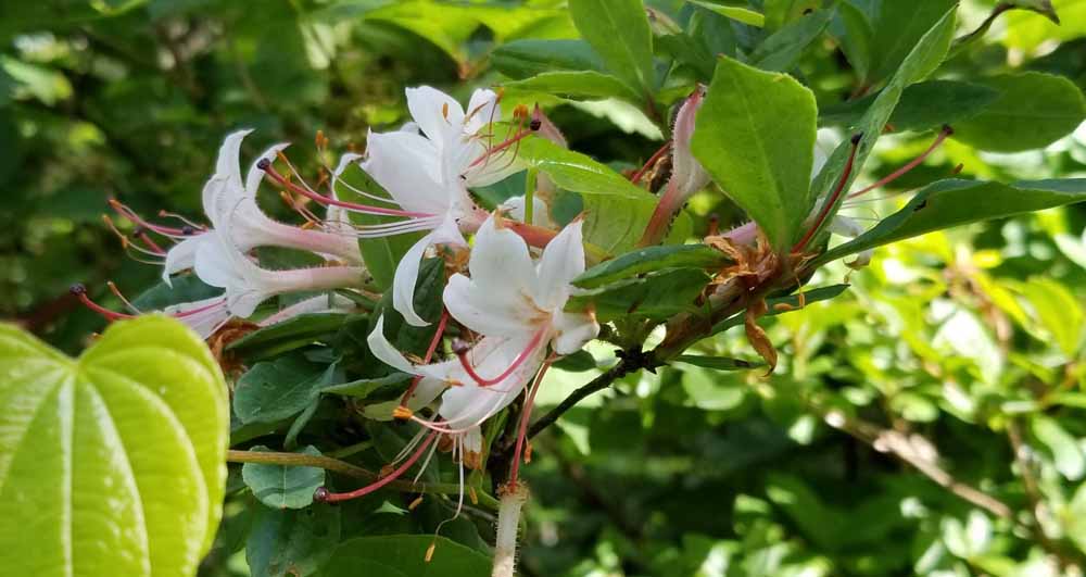 Smooth Azalea (Rhododendron arborescens) | Western Carolina Botanical Club