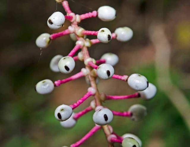 Know Your Plants – Plants With Names Relating to the Body – Eye to ...