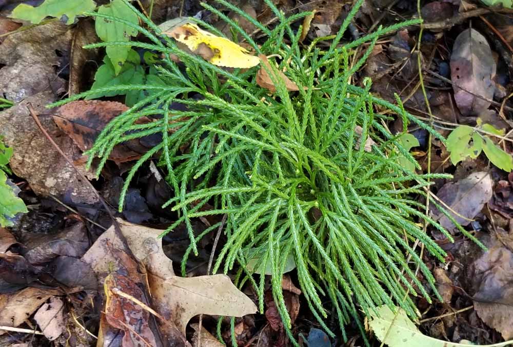 Weird Lycopodium digitatum | Western Carolina Botanical Club