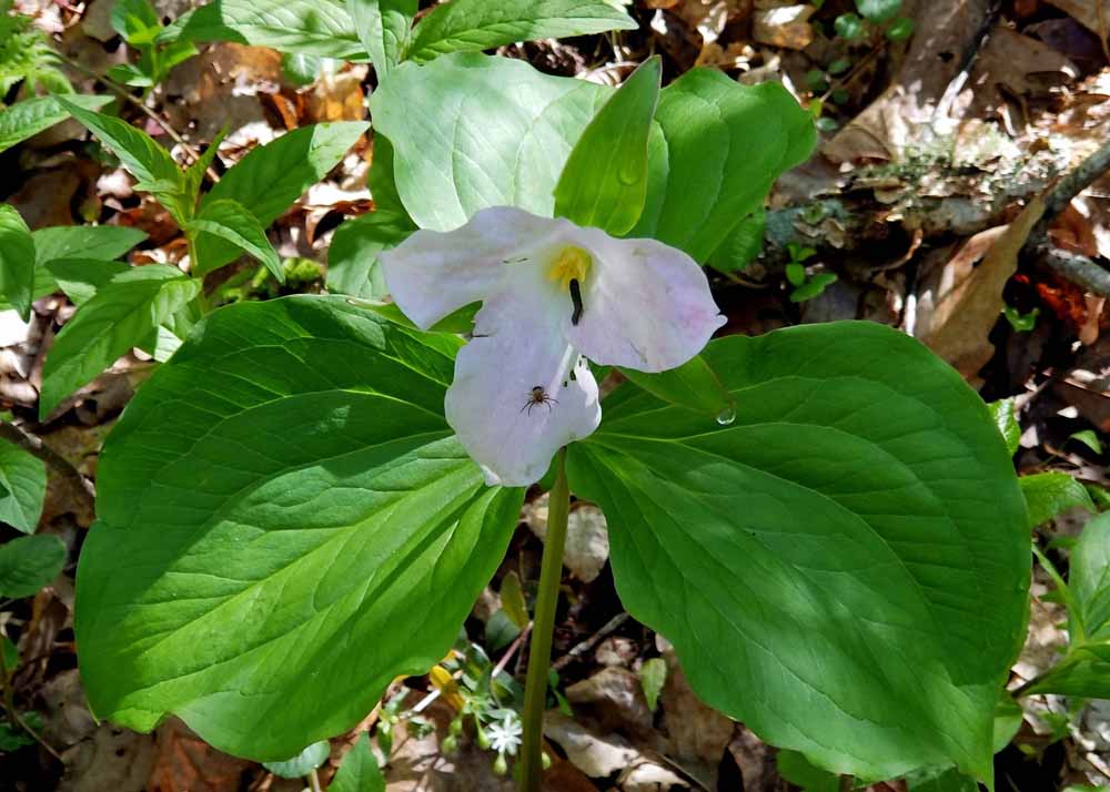 Battle for the Pollen | Western Carolina Botanical Club