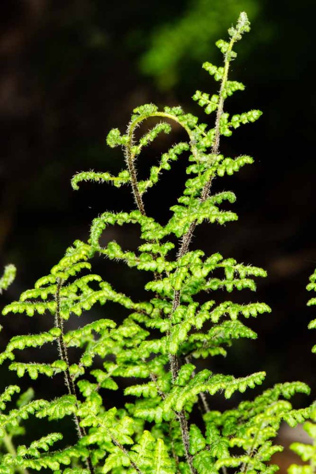 Ferns | Western Carolina Botanical Club