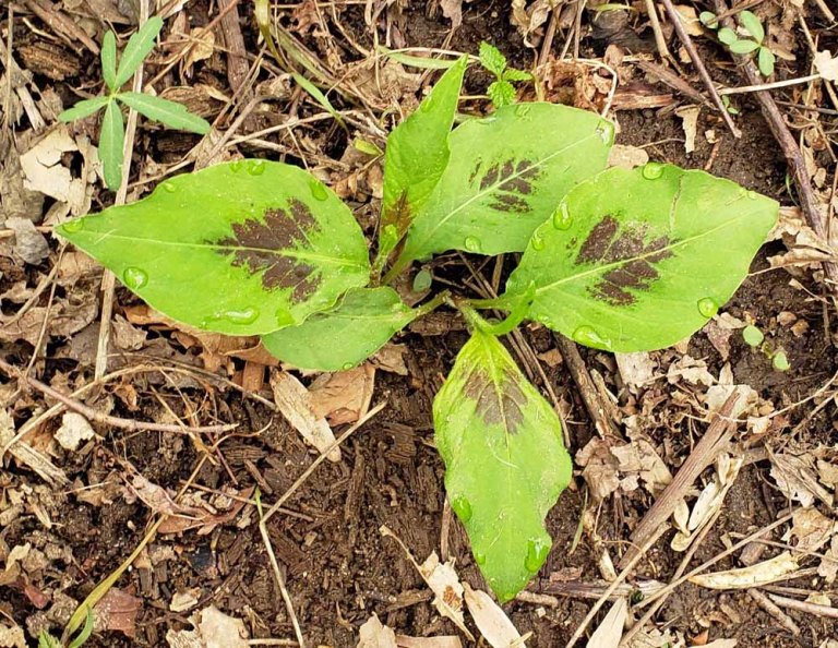 Smartweed (Persicaria) Cheatsheet | Western Carolina Botanical Club