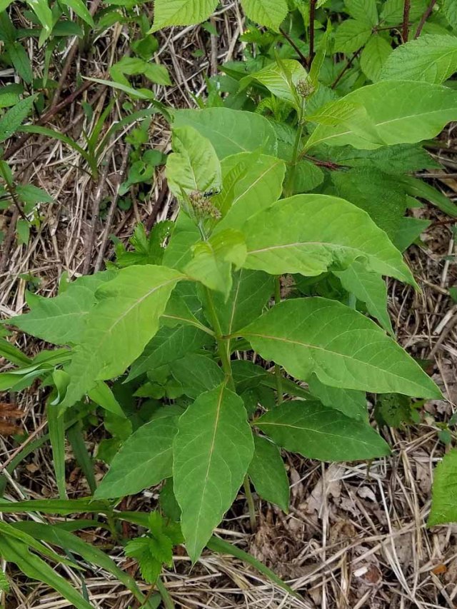 Milkweeds | Western Carolina Botanical Club
