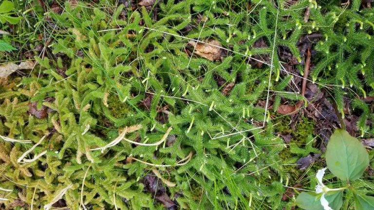Clubmosses | Western Carolina Botanical Club