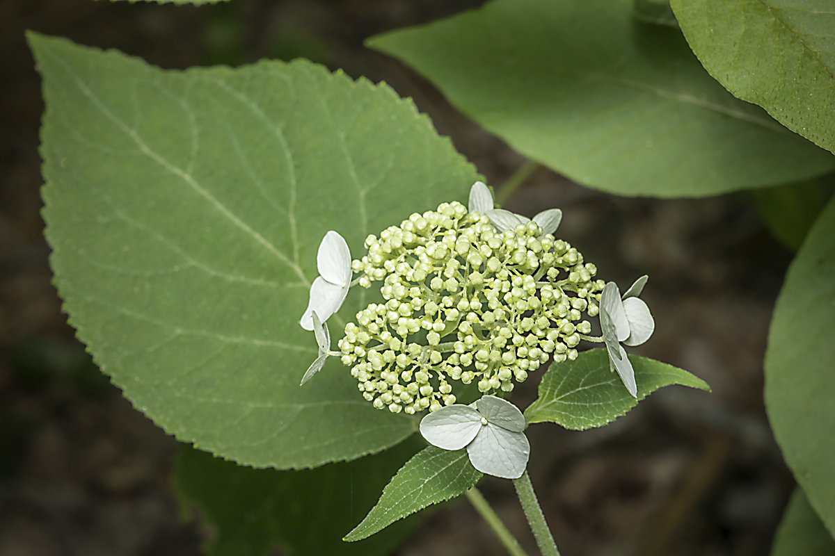 Snowy Hydrangea; Silverleaf (Hydrangea radiata) | Western Carolina ...