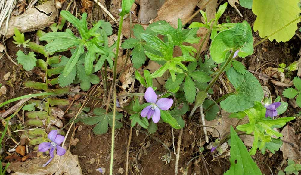 Three Lobed or Wood Violet (Viola palmata) | Western Carolina Botanical ...