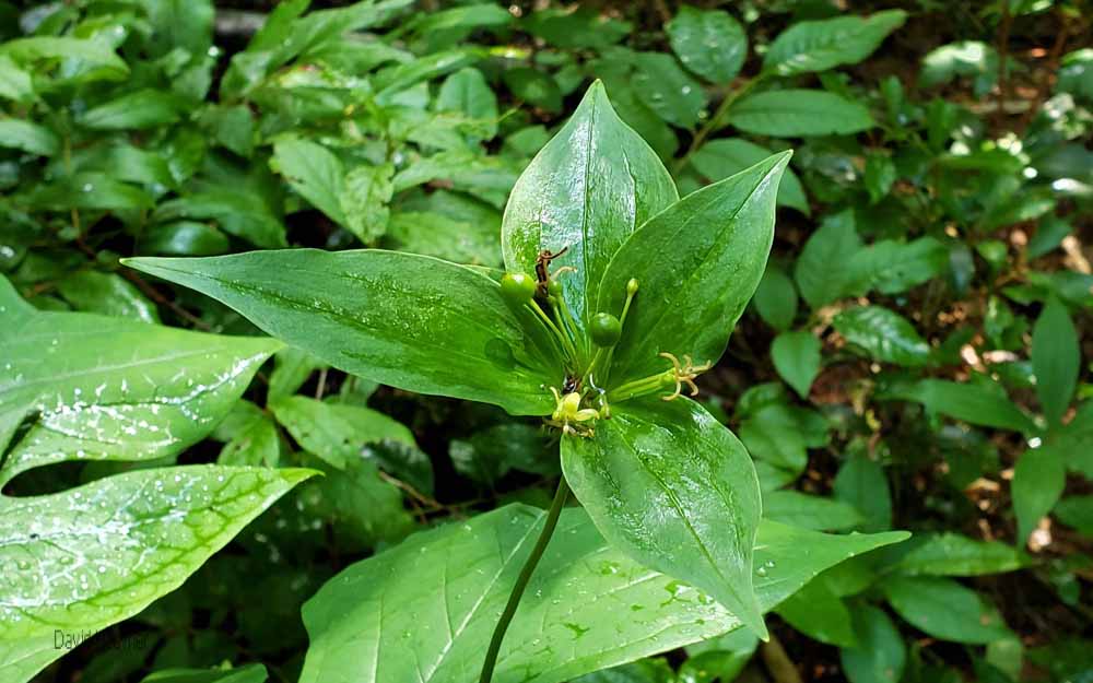 Indian Cucumber Root (Medeola virginiana) | Western Carolina Botanical Club