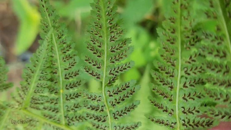 Ferns | Western Carolina Botanical Club