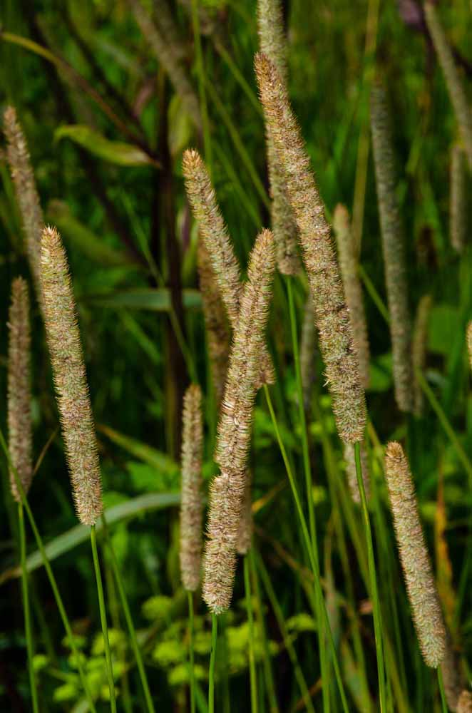 Common Timothy Grass (Phleum pratense*) [Poaceae] Fruit | Western ...