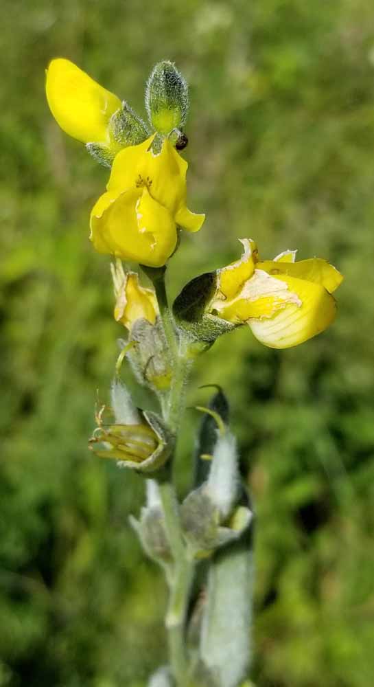 Hairy Bush Pea; Blue Ridge Golden Banner (Thermopsis villosa) [Fabaceae ...