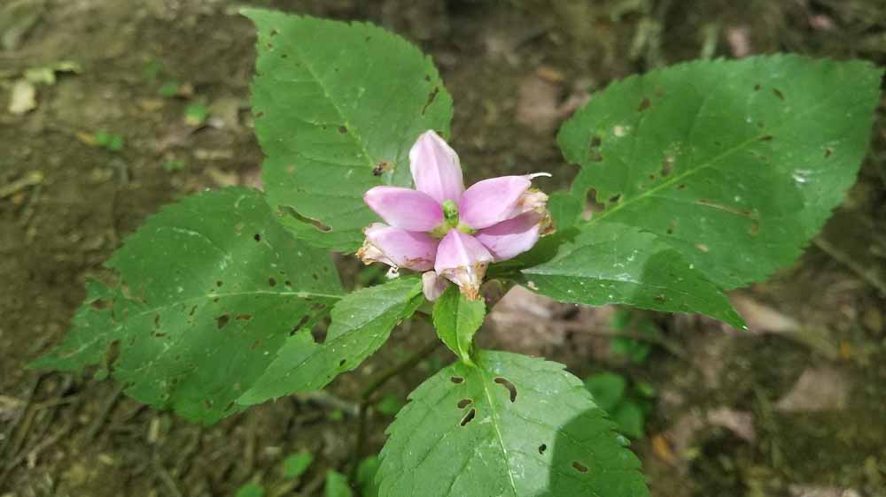 a Turtlehead (Chelone sp.) | Western Carolina Botanical Club