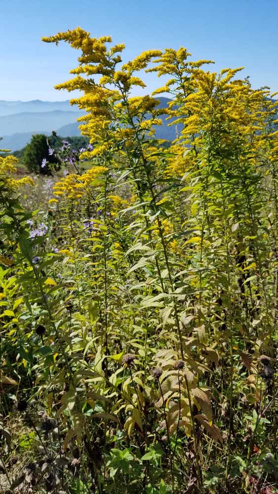Goldenrods | Western Carolina Botanical Club