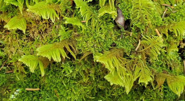 Bryophytes | Western Carolina Botanical Club