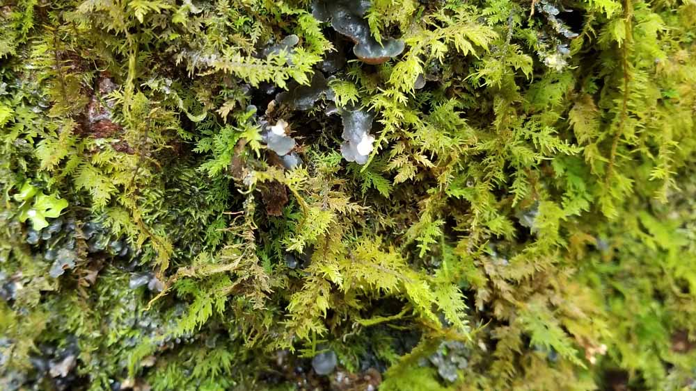 Fern Moss (Thuidium sp.) and Dog Lichen; Pelt Lichen (Peltigera sp ...