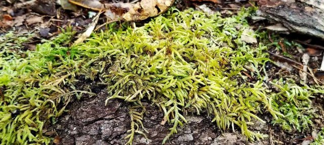 Bryophytes | Western Carolina Botanical Club