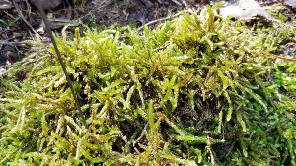 Bryophytes | Western Carolina Botanical Club