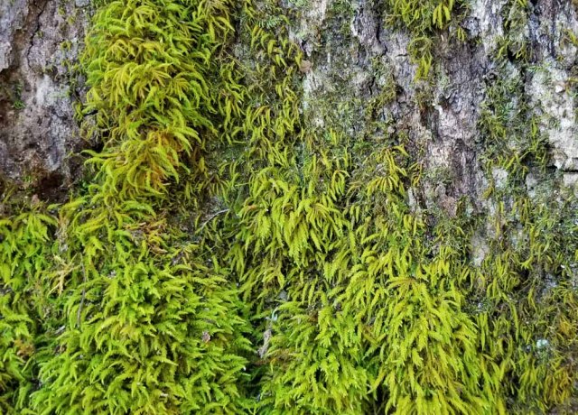 Bryophytes | Western Carolina Botanical Club
