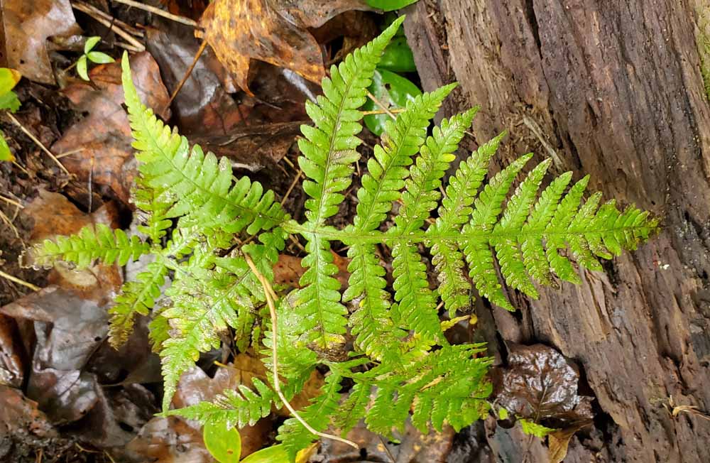 Broad Beech Fern (Phegopteris hexagonoptera) | Western Carolina ...