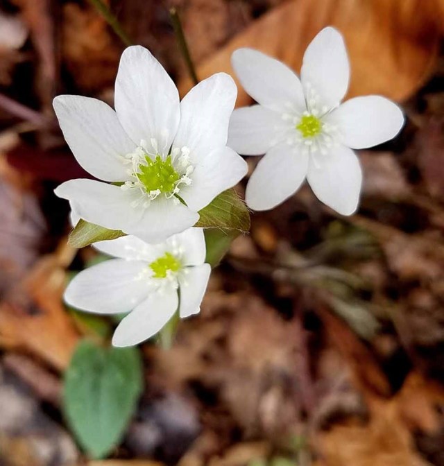 Twin Bridges – March/April Wildflowers | Western Carolina Botanical Club