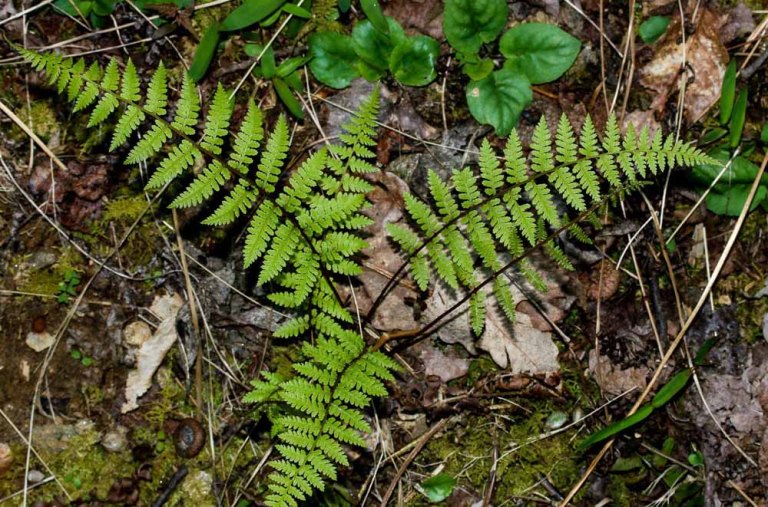 Ferns | Western Carolina Botanical Club