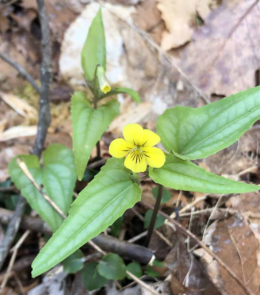 Halberd-leaved Violet (Viola hastata) | Western Carolina Botanical Club
